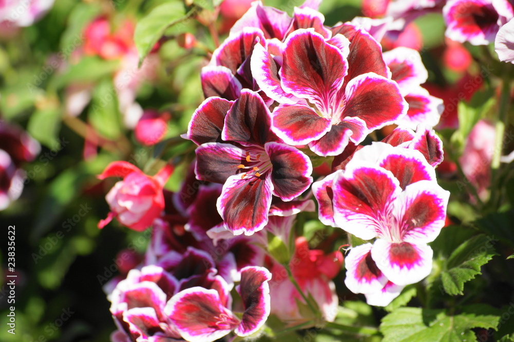 Pelargonie Stock Photo | Adobe Stock