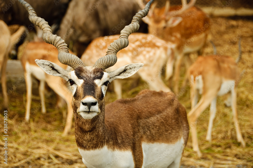 blackbuck Stock Photo | Adobe Stock
