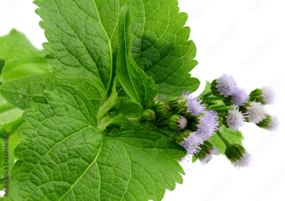 fleurs de reine des herbes, agératum conyzoïdes, fond blanc Stock Photo ...