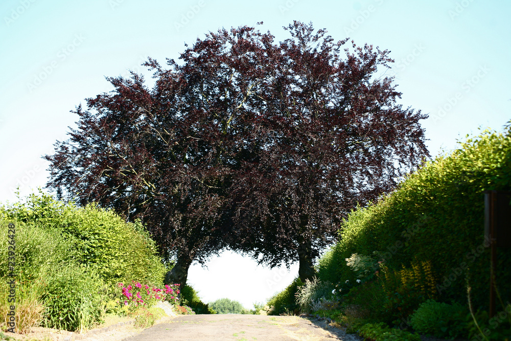 zusammengewachsene Bäume Stock-Foto | Adobe Stock