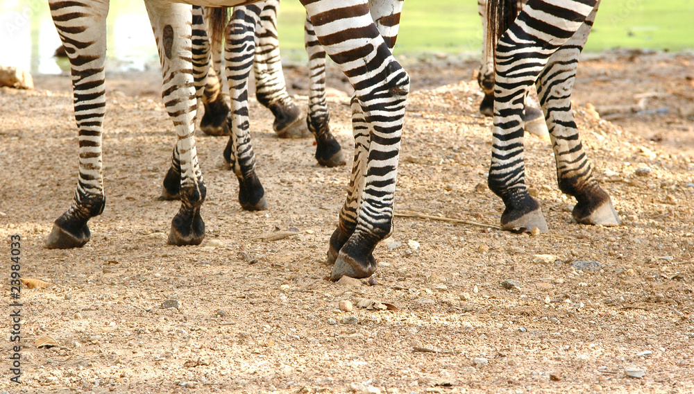zebra hoof Stock Photo | Adobe Stock
