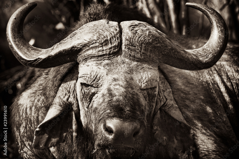 Buffalo Stock Photo | Adobe Stock