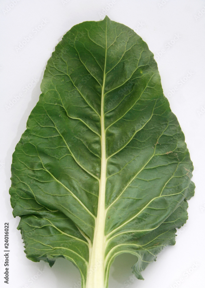 mangold Stock Photo | Adobe Stock