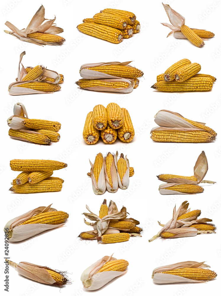 Colección de mazorcas de maíz. foto de Stock | Adobe Stock