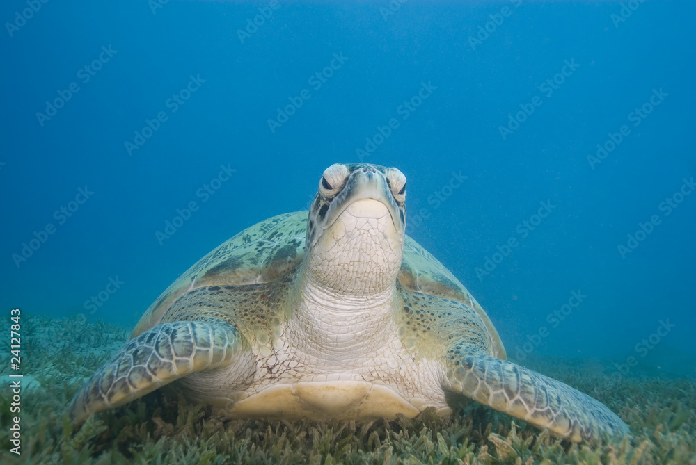 Sea Turtle Front View
