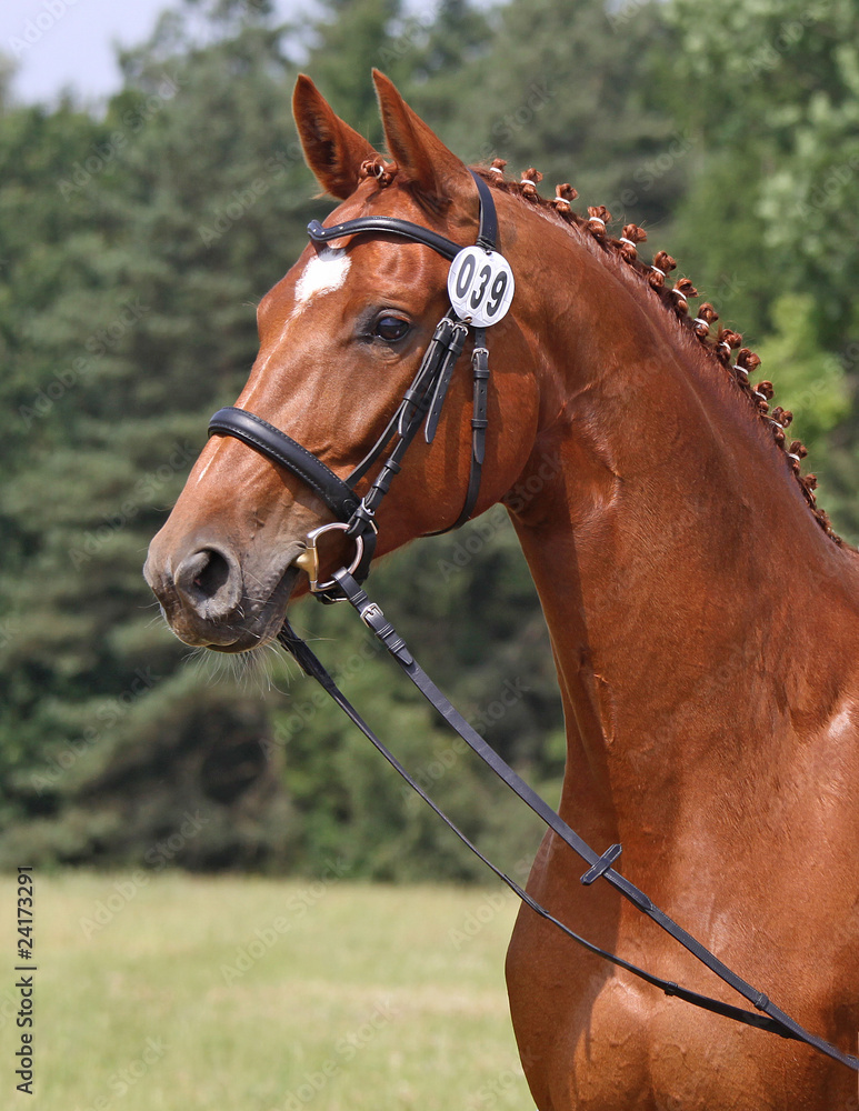 Turnierpferd Stock Photo | Adobe Stock