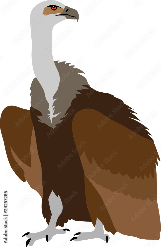 vulture vector illustration Stock Vector | Adobe Stock