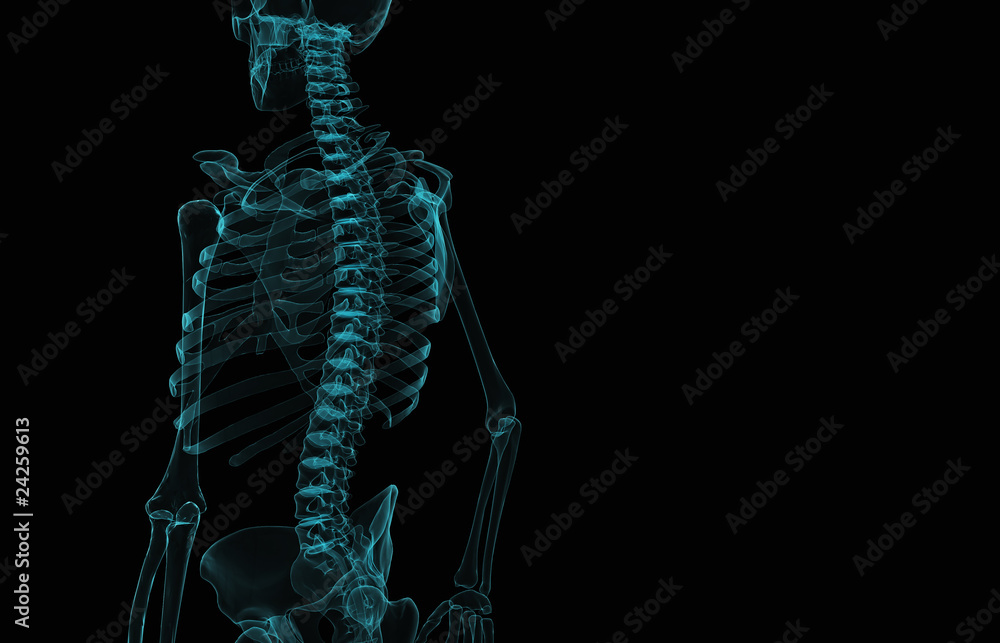 Human skeleton x-ray Stock Illustration | Adobe Stock