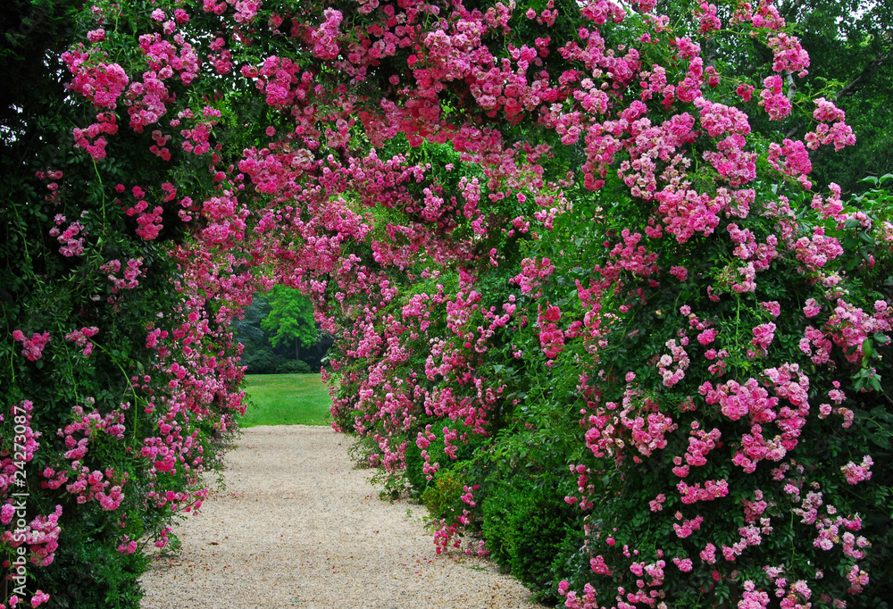 Pergola with pink blooming roses Stock Photo | Adobe Stock