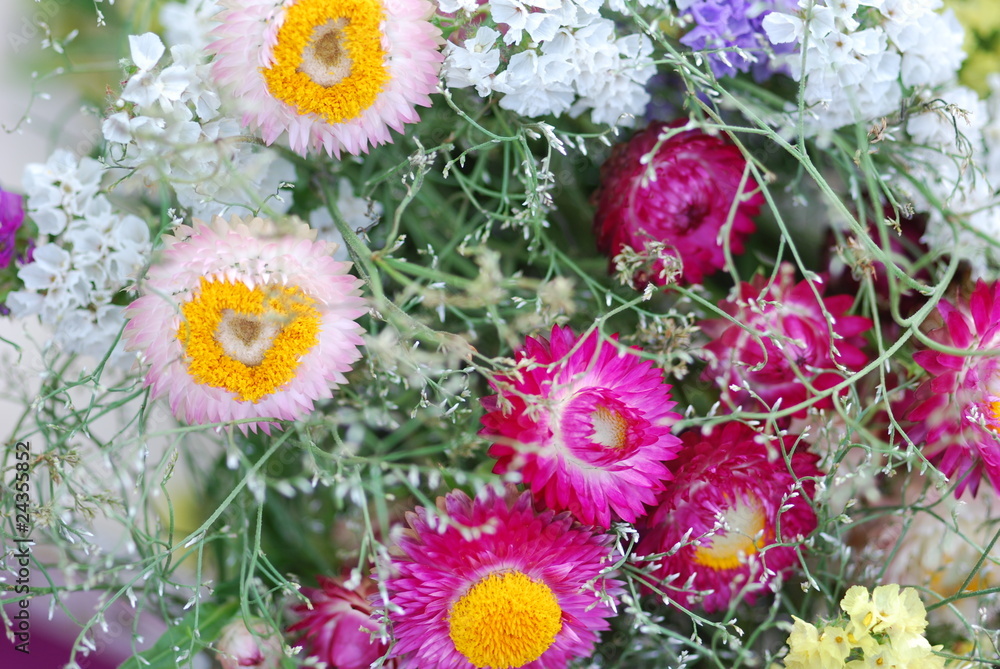 Strohblumen (Helichrysum bracteatum ) Stock-Foto | Adobe Stock
