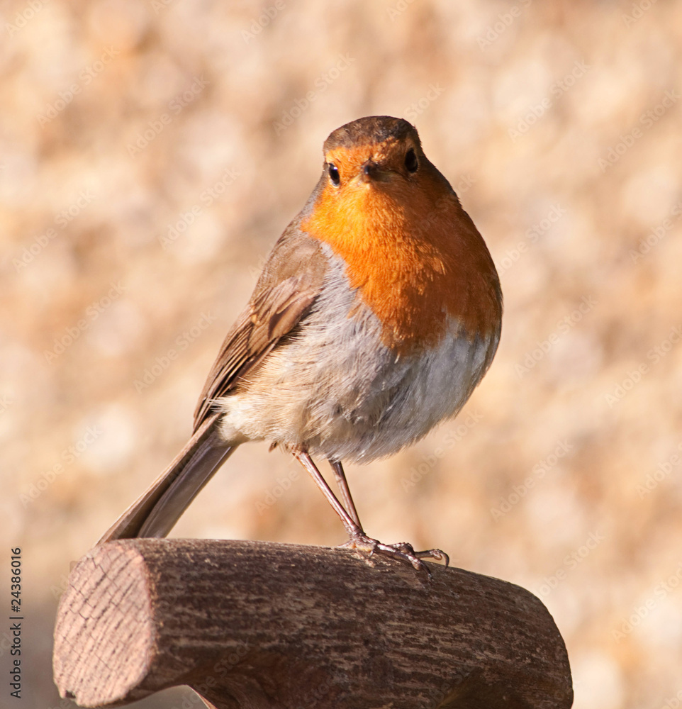 Robin on spade handle 2 Stock Photo | Adobe Stock