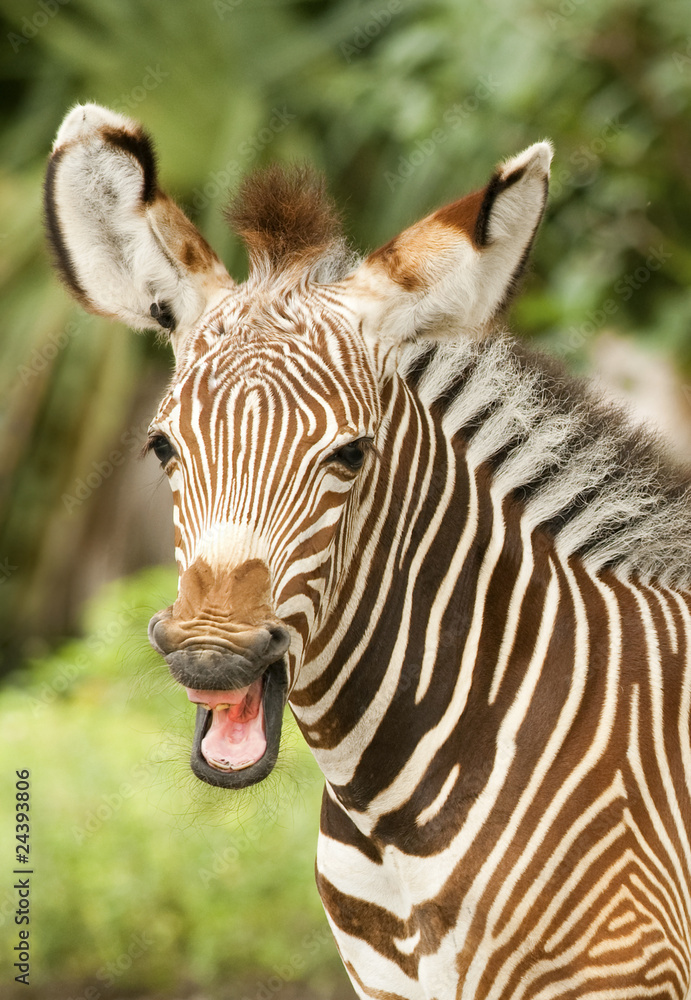 Grevy Zebra Behavior Stock Photo | Adobe Stock