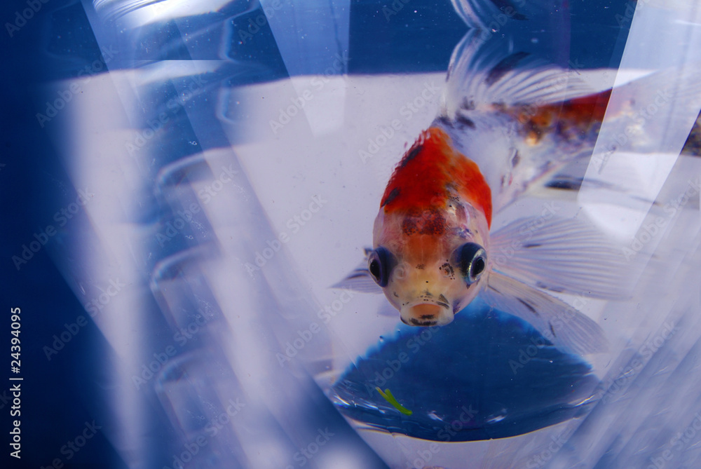 Poisson rouge derrière sa vitre d'aquarium Stock Photo | Adobe Stock