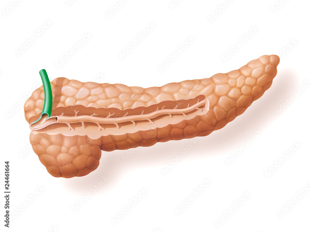 Pankreas Stock Illustration | Adobe Stock