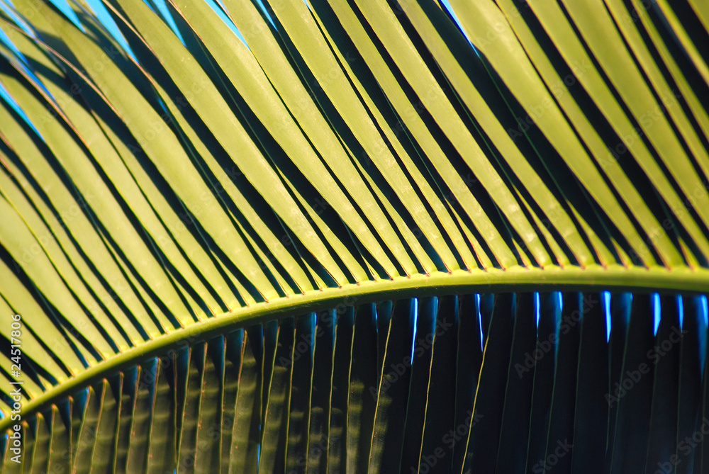 HOJA DE PALMERA, PALMA, FORMAS Y TEXTURAS Stock Photo | Adobe Stock