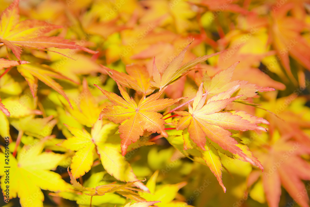 hojas del arce Stock Photo | Adobe Stock