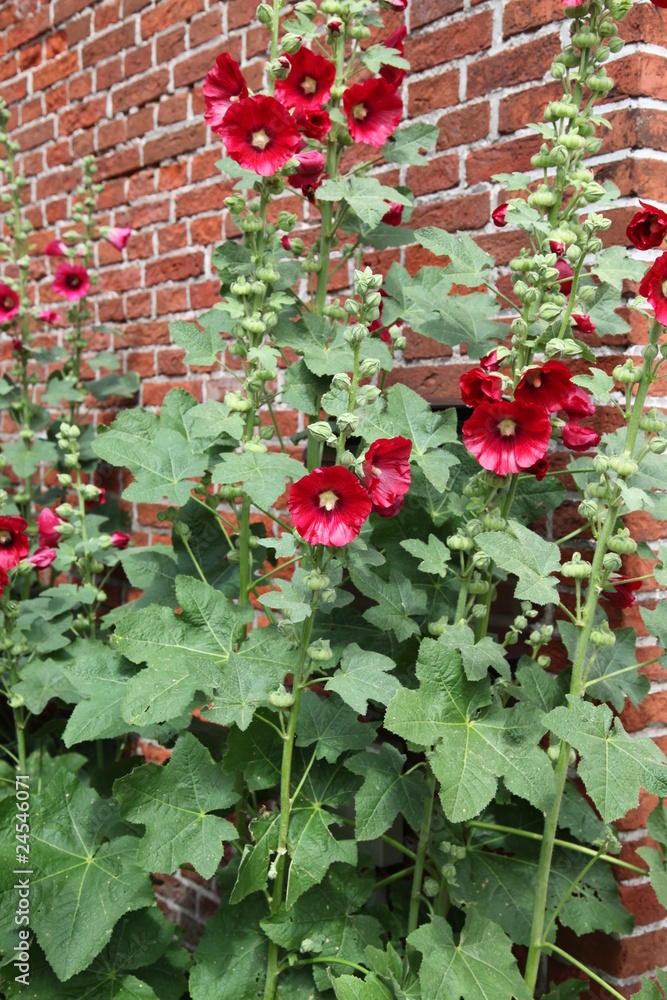 Bauernrosen Stock-Foto | Adobe Stock