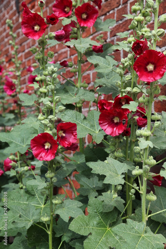 Bauernrose Stock-Foto | Adobe Stock