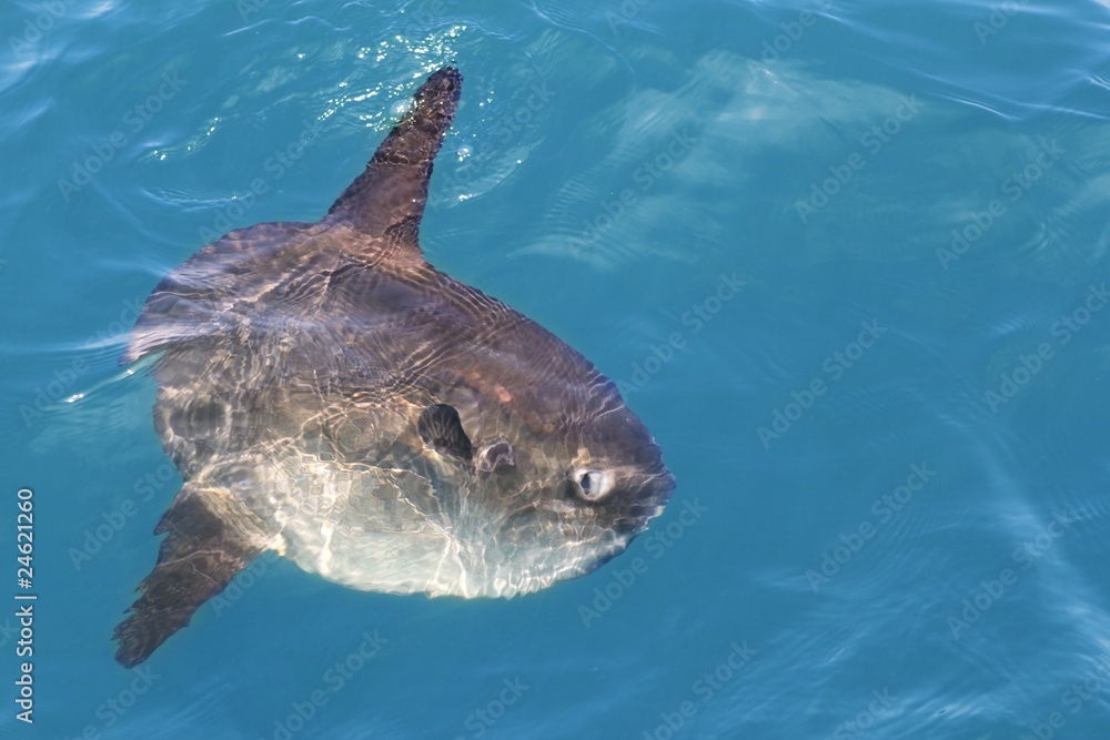 sunfish in real sea nature mola mola luna sun fish Stock Photo | Adobe ...