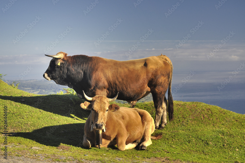 Vaca y toro. foto de Stock | Adobe Stock
