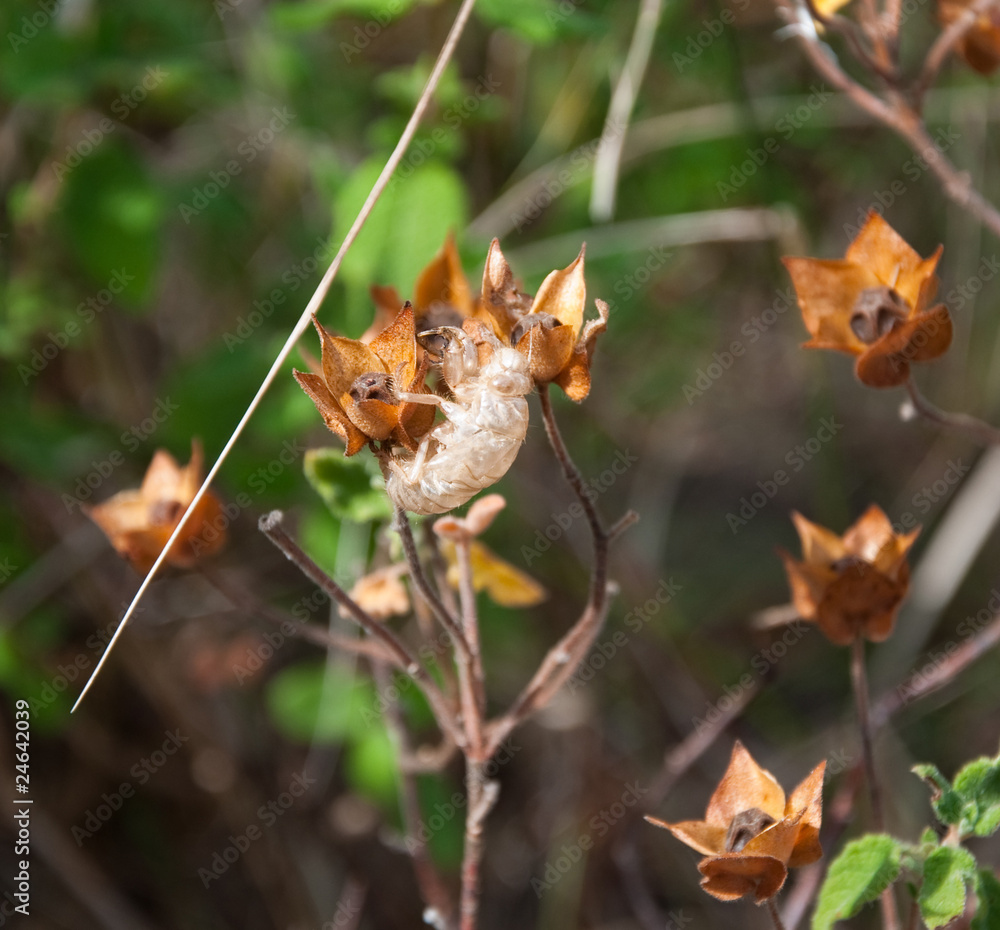 Cicala Morta Stock Photo | Adobe Stock