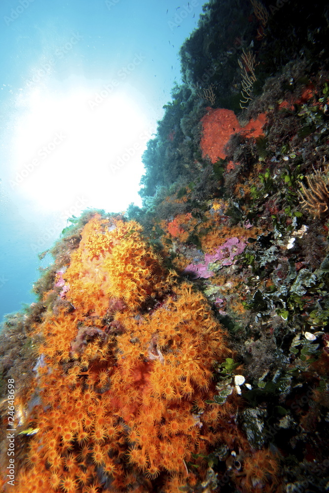 fondale marino mediterraneo Stock Photo | Adobe Stock