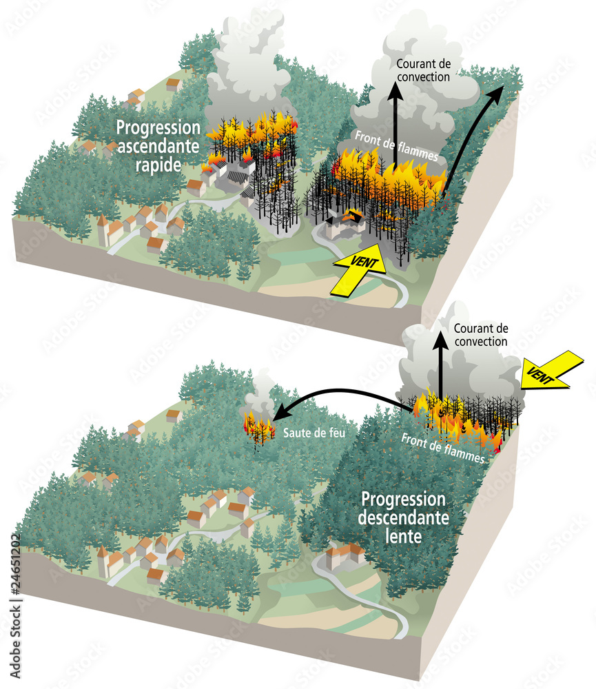 Incendies de forêt - Feu ascendant et feu descendant Stock Illustration ...