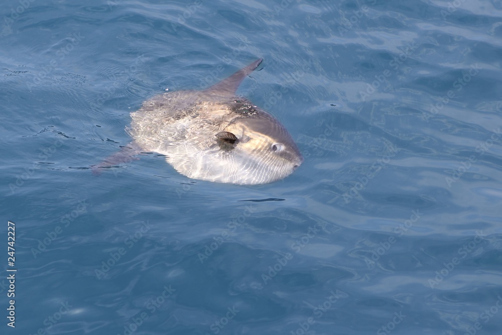 sunfish in real sea nature mola mola luna sun fish Stock Photo | Adobe ...