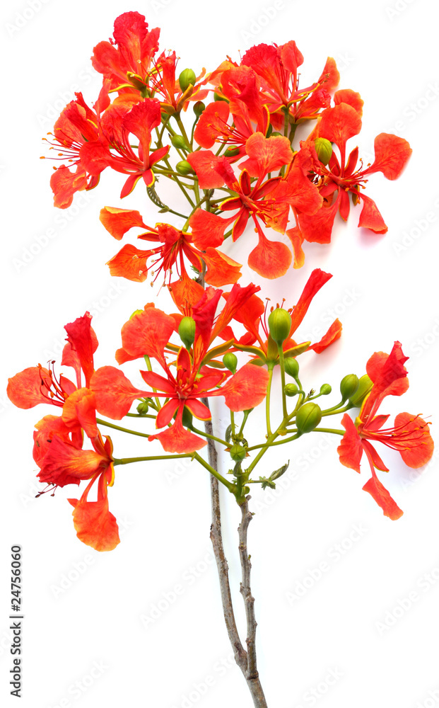 fleurs de Flamboyant, Delonix regia, fond blanc Stock Photo | Adobe Stock