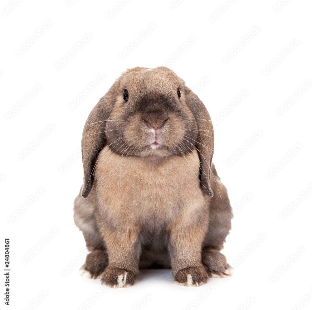 Dwarf Long Eared Rabbit
