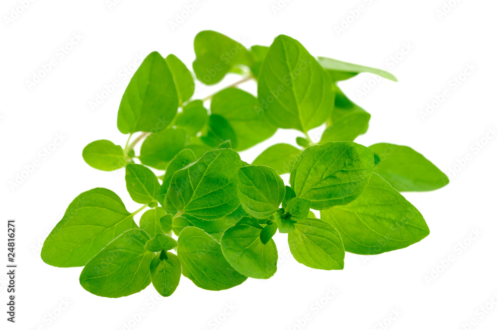 Majoran Stock Photo | Adobe Stock