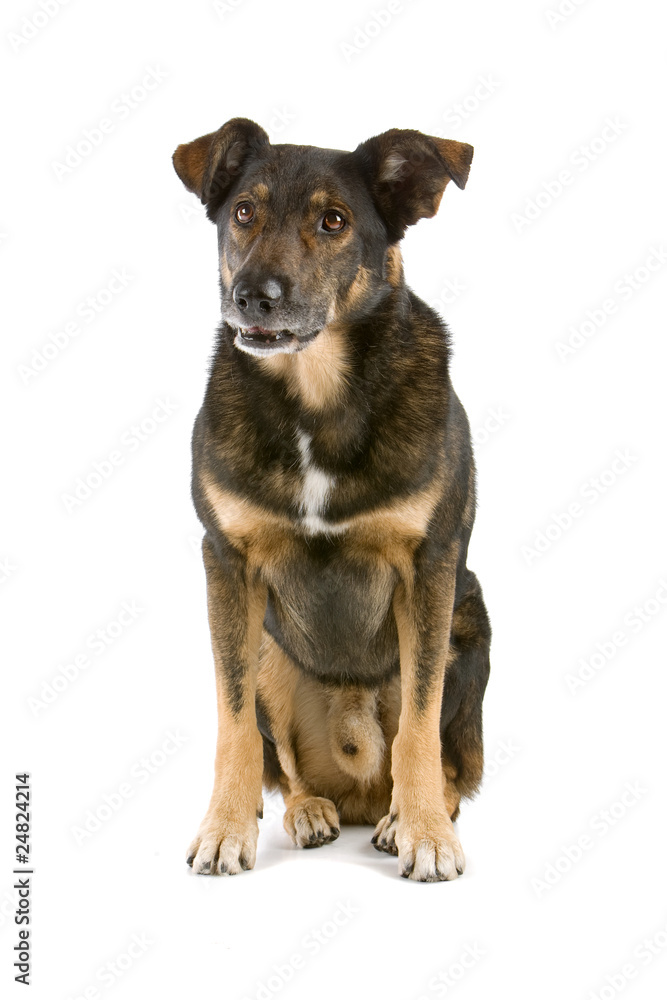 German Shepherd Collie Lab Mix