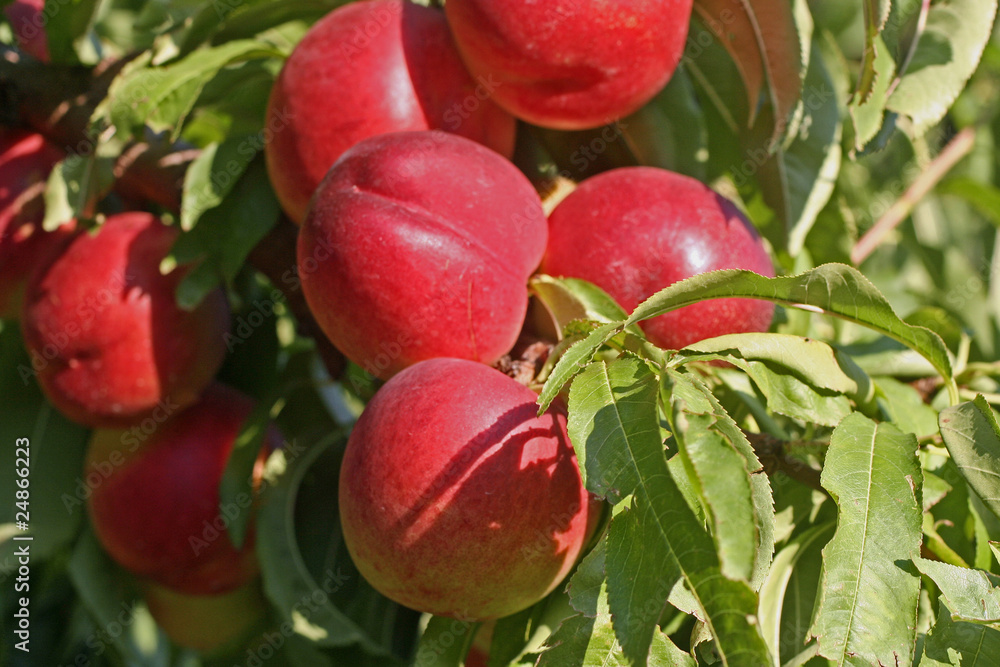 Une branche de brugnons Stock Photo | Adobe Stock