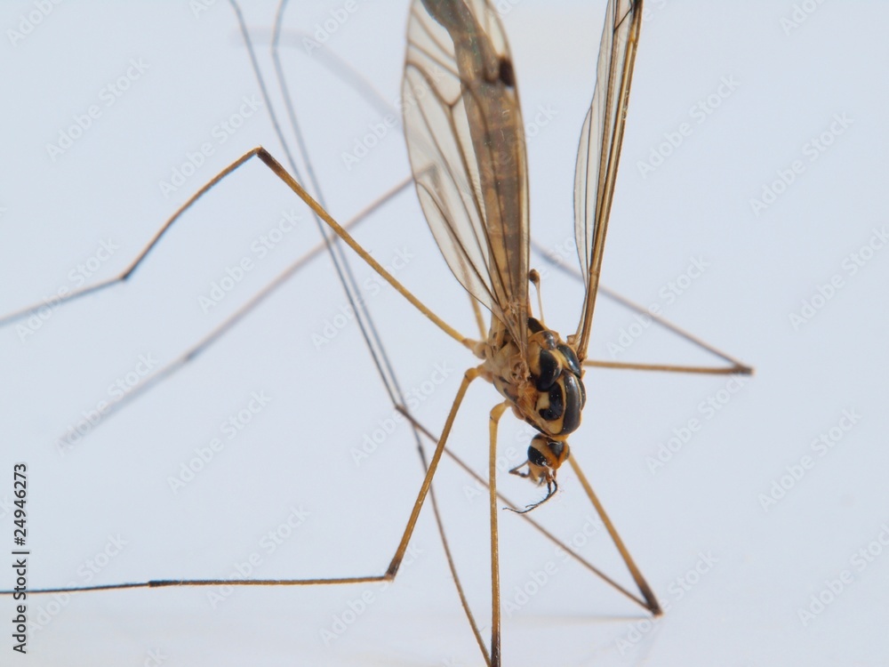 Schnake Stock-Foto | Adobe Stock