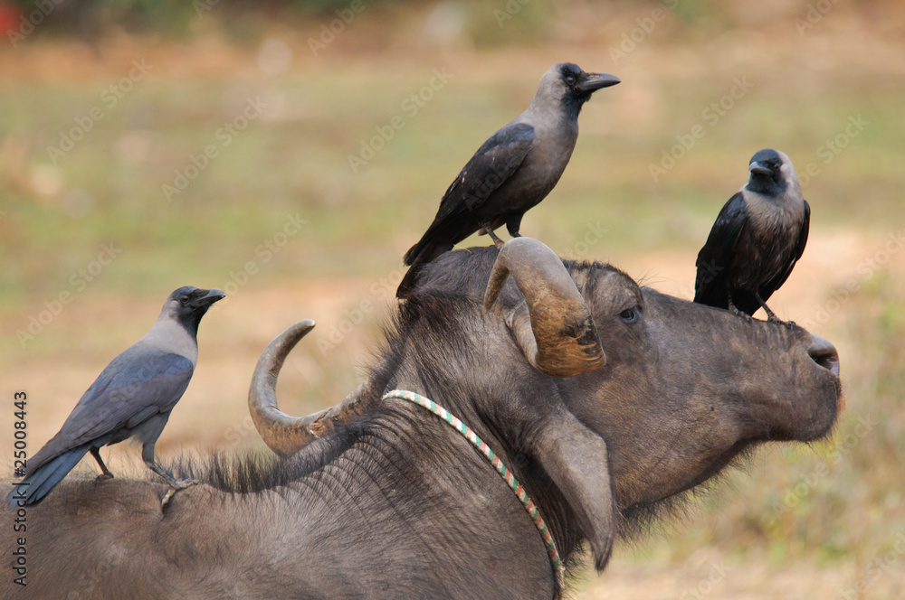 House Crows Corvus splendens on buffalo head Stock Photo | Adobe Stock