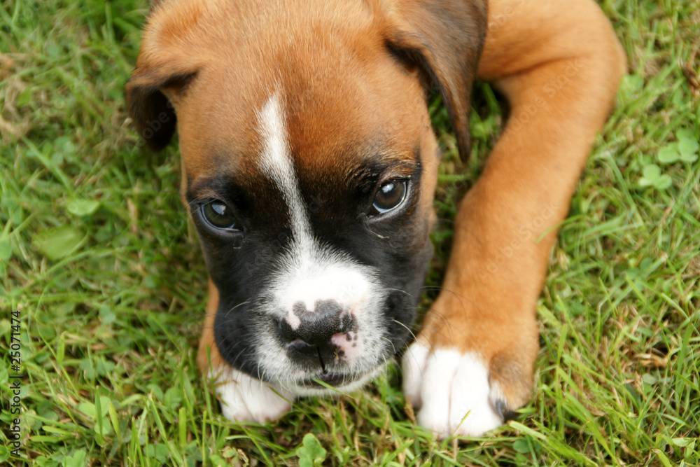 Boxer Welpe 9 Stock-Foto | Adobe Stock