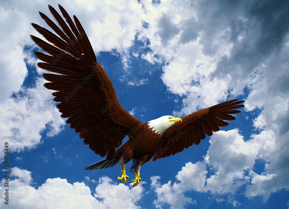 american bald eagle flying away Stock Illustration | Adobe Stock