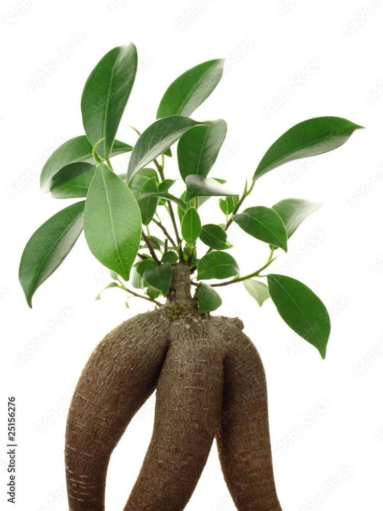 Ficus microcarpa Stock Photo | Adobe Stock