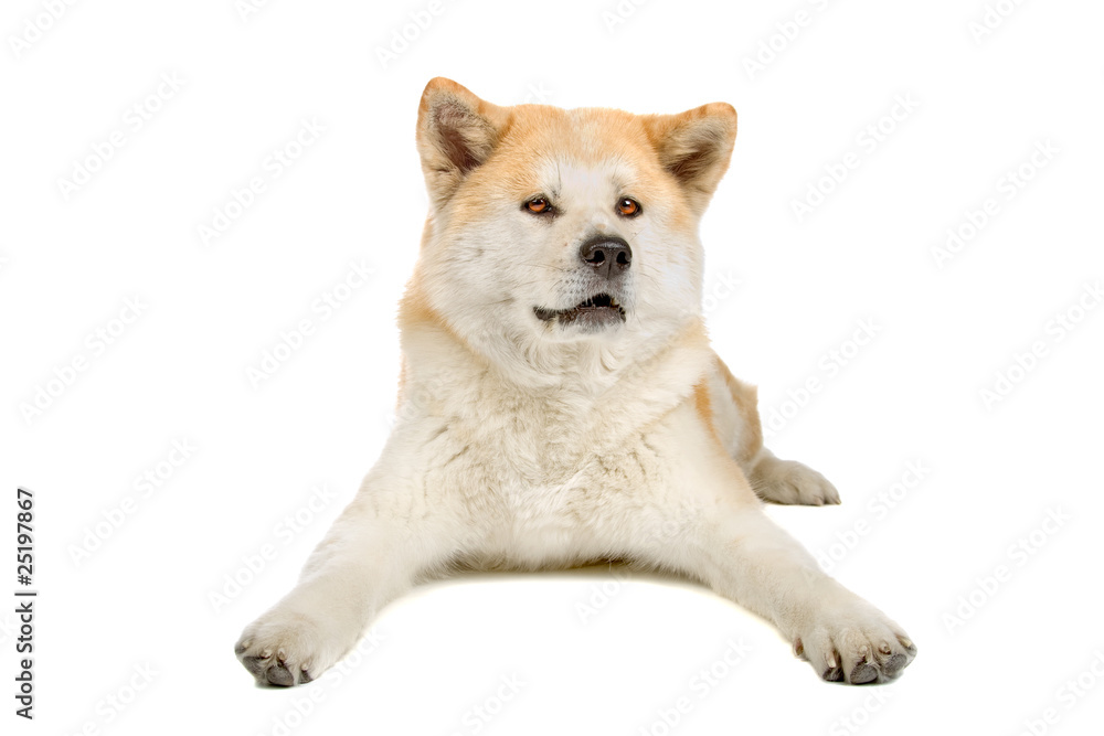 Akita Inu dog lying down, isolated on a white background Stock Photo ...