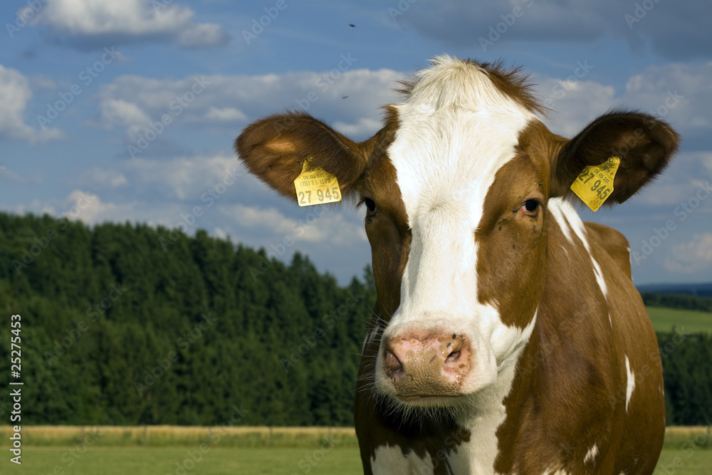 Kuh Stock Photo | Adobe Stock