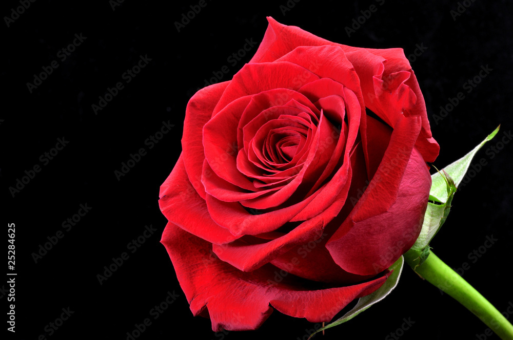 Rosa roja sobre fondo negro. Stock Photo | Adobe Stock
