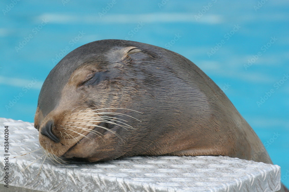 Smiling Sea Lion