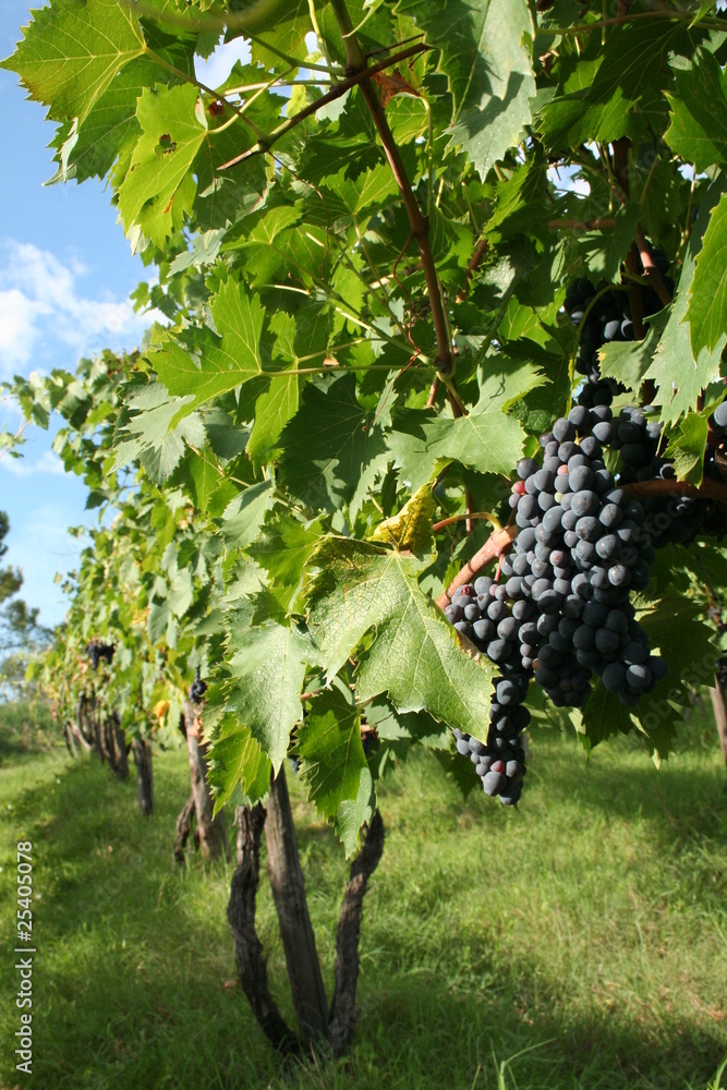 uva Stock Photo | Adobe Stock