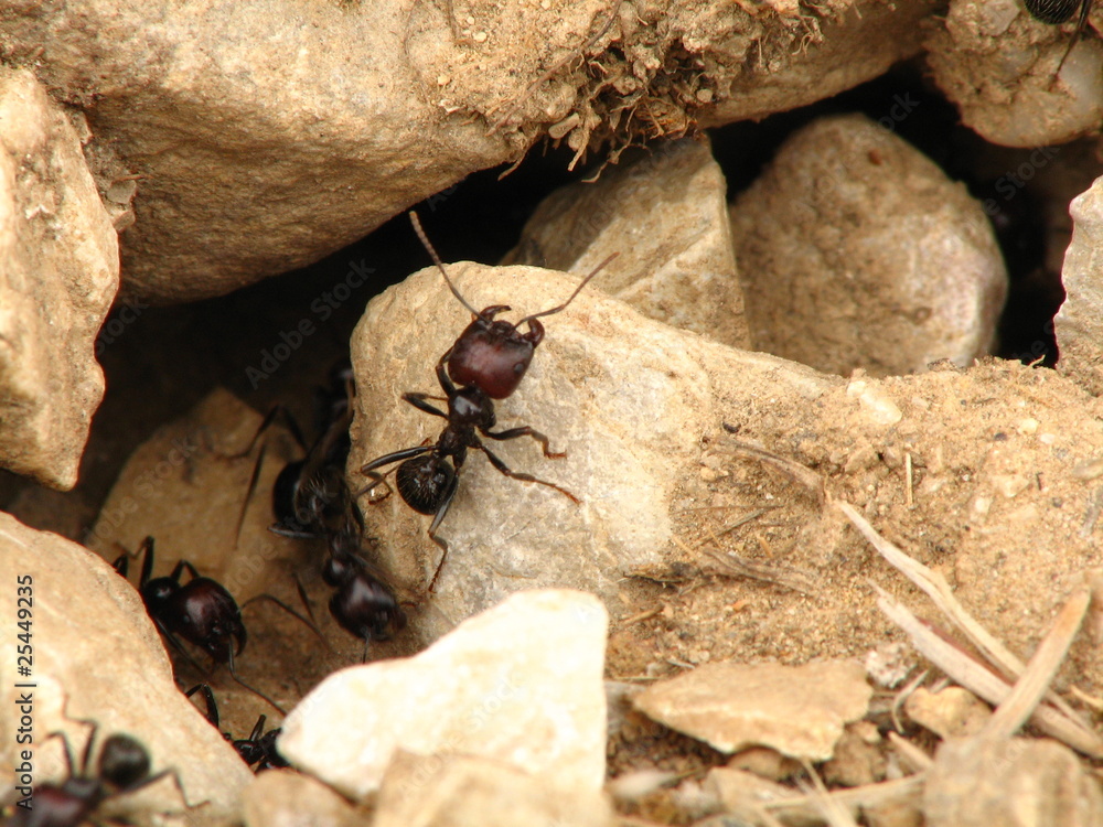 Fourmis soldat à l'entrée de la fourmilière Stock Photo | Adobe Stock