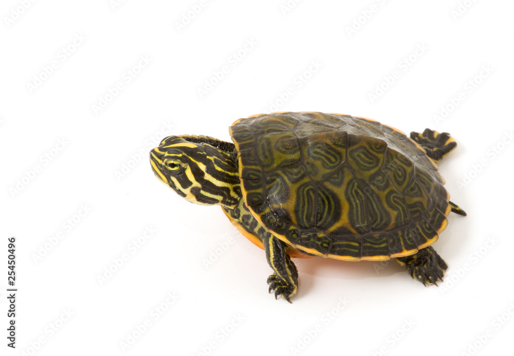 Turtle White Background