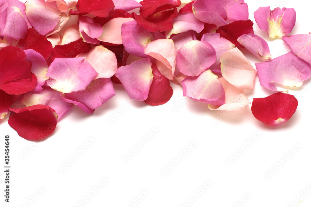 Pink Rose Petal Border