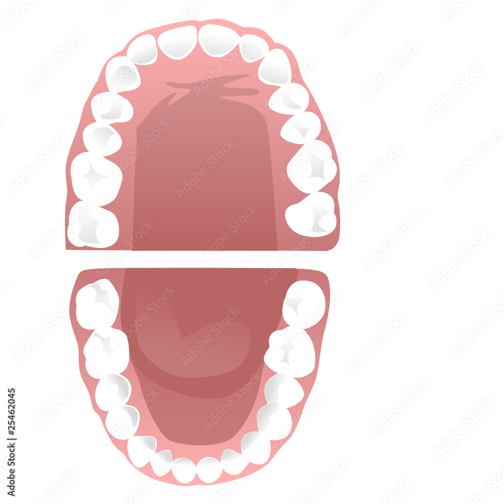 teeth vector Stock Vector | Adobe Stock