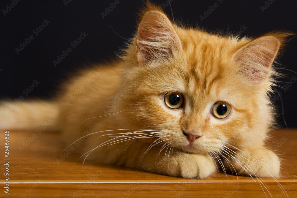 cat Stock Photo | Adobe Stock