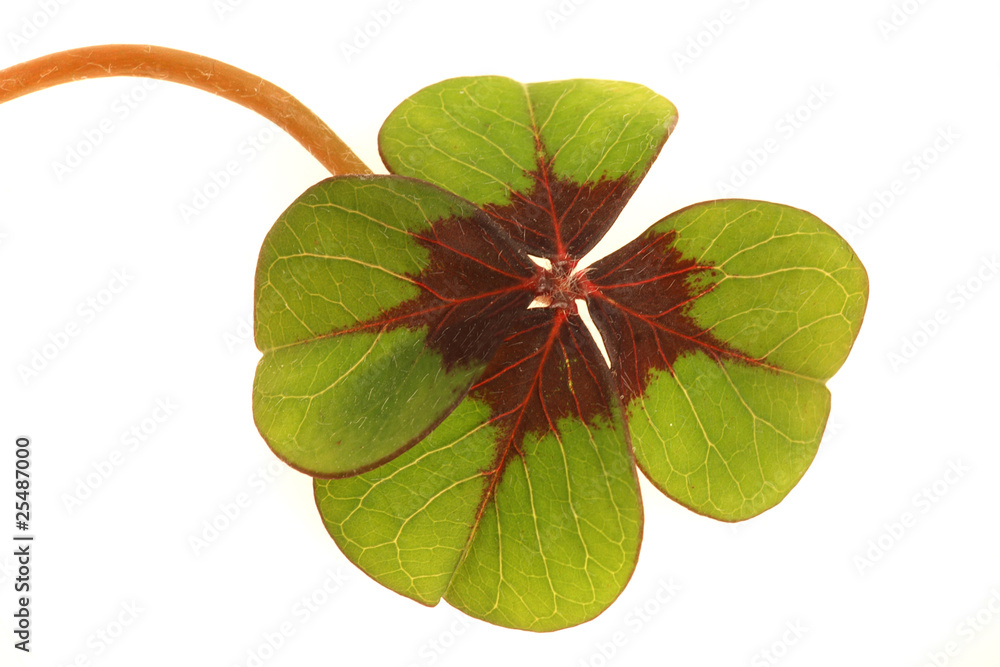 Vierblaettriges Kleeblatt Stock Photo | Adobe Stock