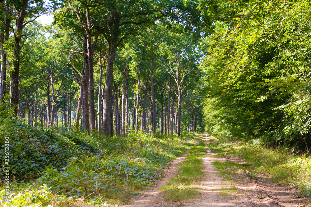 chemin de foret horizontal Stock Photo | Adobe Stock